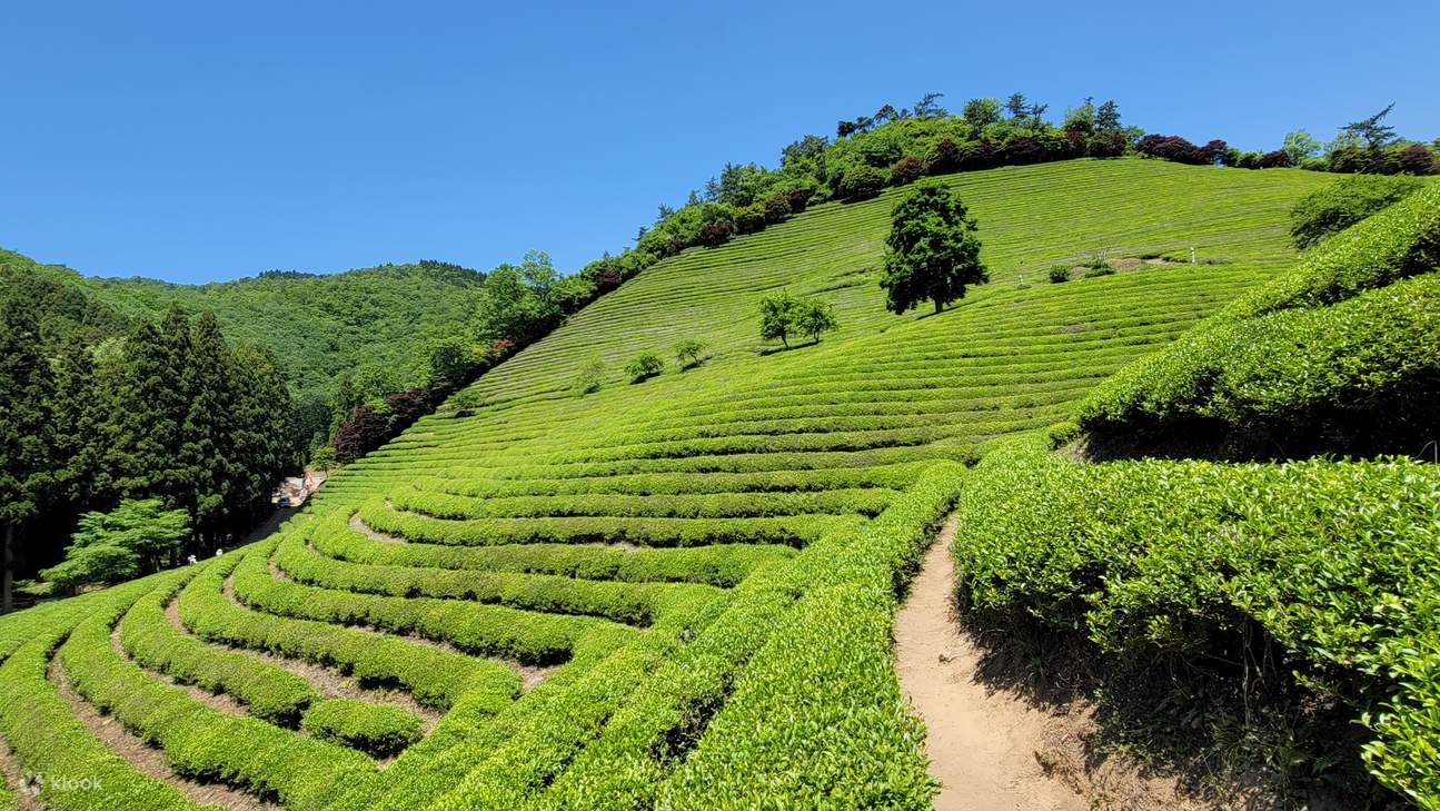 Boseong Tea Plantation & Suncheon National Garden[Train+Bus] - Klook